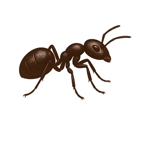 Leafcutter Ant Ant Encyclopedia