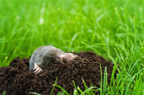 are you in the mole whacking business systems for scale