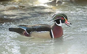 List Of Birds Of Oregon Wikipedia