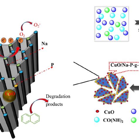Schematic Diagram Of The Preparation Of Cuo Na P G C3n4 For The Download Scientific Diagram