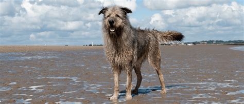 Ierse Wolfshond Wereld De 1 Website Over Ierse Wolfshonden