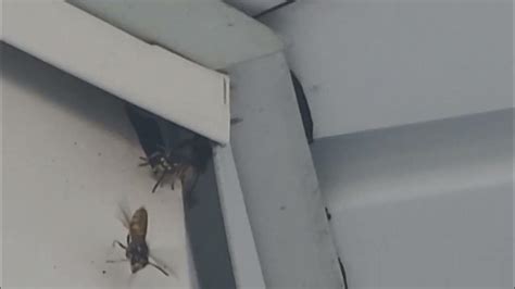 Yellow Jacket Wasps Entering Soffit Through Small Hole Not Honey Bees Youtube