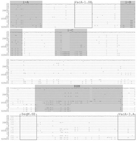 vaca i and rhm region nucleotide sequence alignment dna sequence