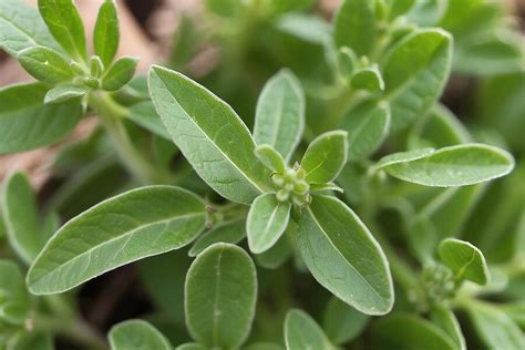Thyme Leaf Tiny Aromatic Green Premium Ai Generated Image