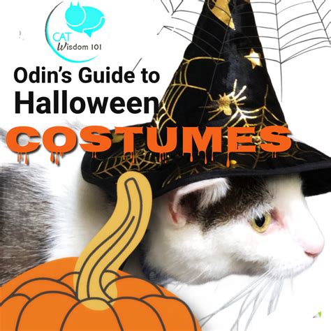 Odin One Eyed Cats Halloween Costume Guide