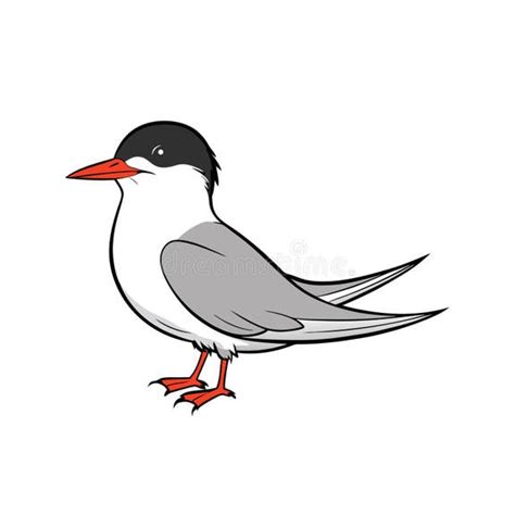 Cartoon Illustration Of A Standing Tern With White Background Stock