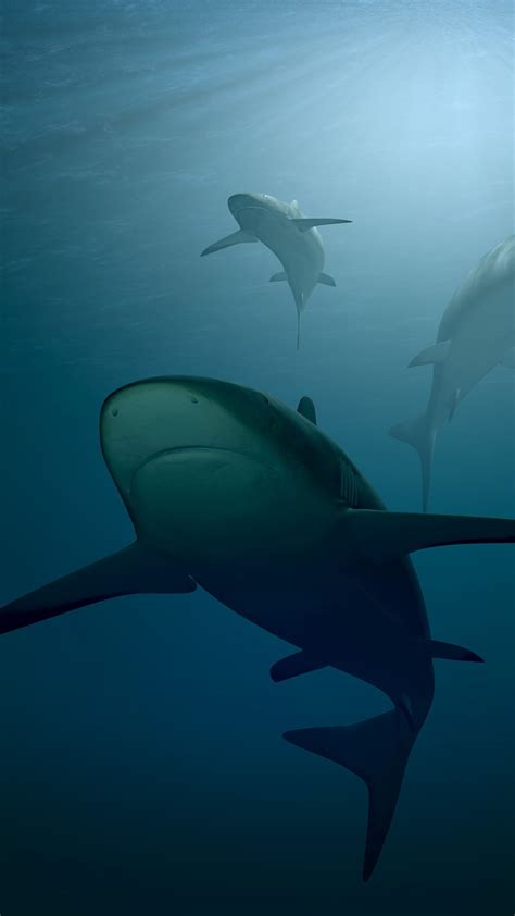 Shark Wallpapers 31 Images Wallpapercat