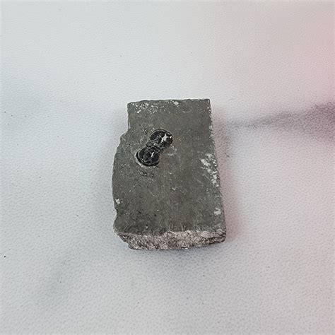 Trilobite Natural Prehistoric Fossil Mini Specimen Heroides Crystal Gemstone Shop