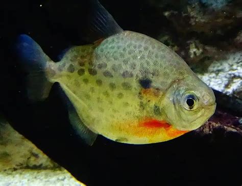 10 Types Of Piranha Species Facts And Photos