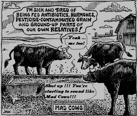 Mad Cows Disease Symptoms In Humans