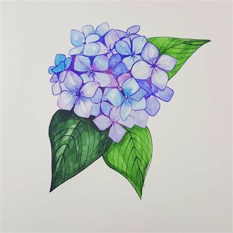 밍블 1일1그림 수국 그리기 수국 수채화 네이버 블로그