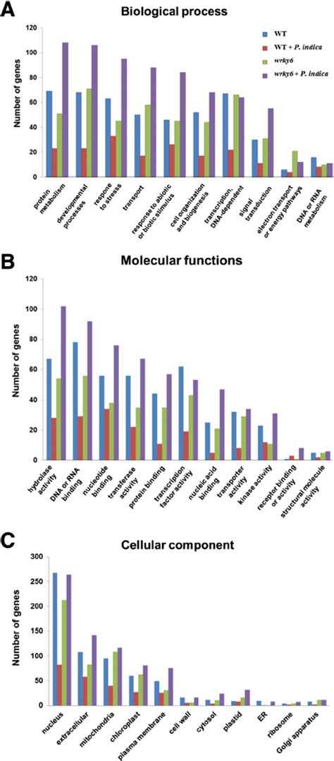 Functional Categorization Of Genes Which Are Regulated More Than 2 Fold Download Scientific