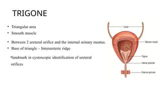 Physiology Of Micturationslide Presentation Pptx