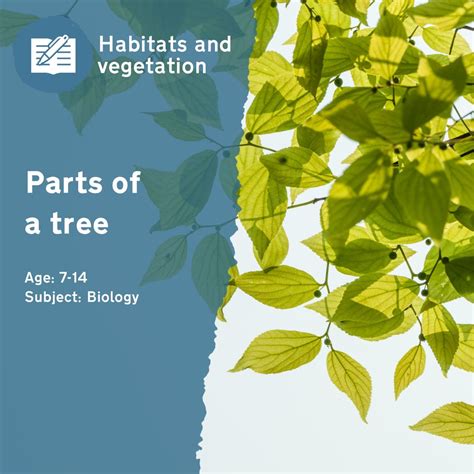 Parts Of A Tree Outdoor Lesson Idea By Learning Through Landscapes
