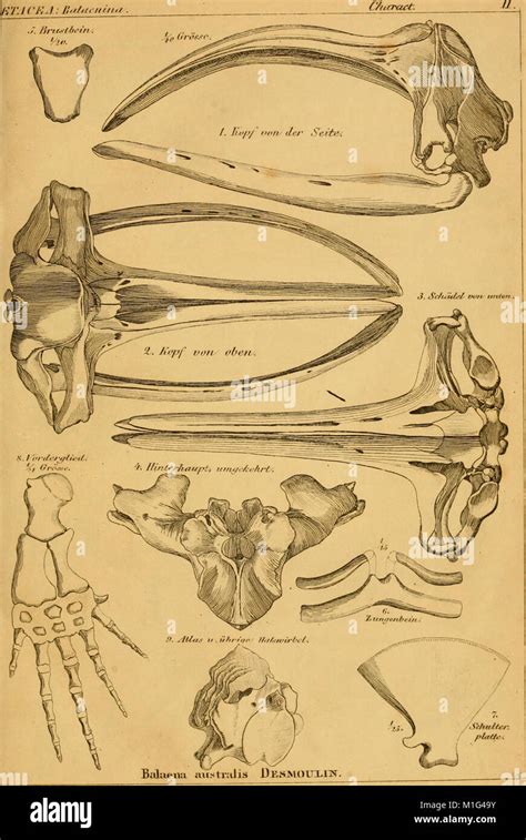 Anatomia Mammalium 1845 Is A Comprehensive Study Of Mammalian