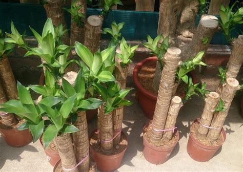 Cómo Podar Una Palmera Para Que No Crezca En Altura Plantas