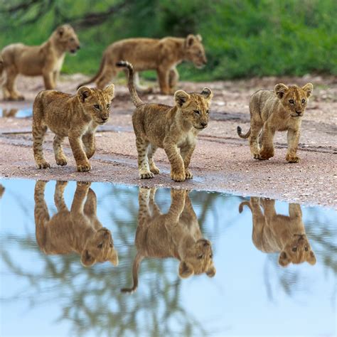 Dieren Full Colour Leeuwenwelpen Dm Athome