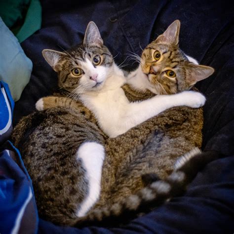 Night Cats Eric Peacock Flickr