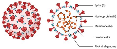 Sars Cov 2 Genetic Variability And Non Specific Immunity Associated With The Use Of Different