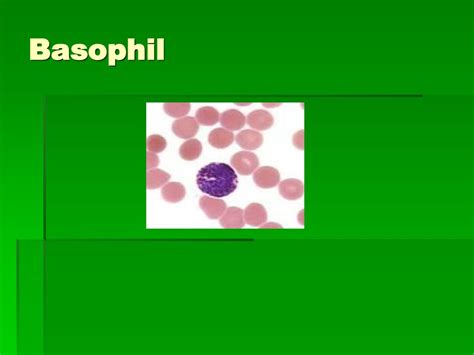 Lecture 3 Pbs Reticulocyte Ppt Download