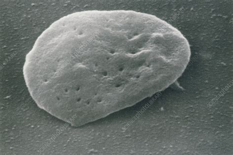 Sem Of Unactivated Blood Platelet Stock Image P2560009 Science