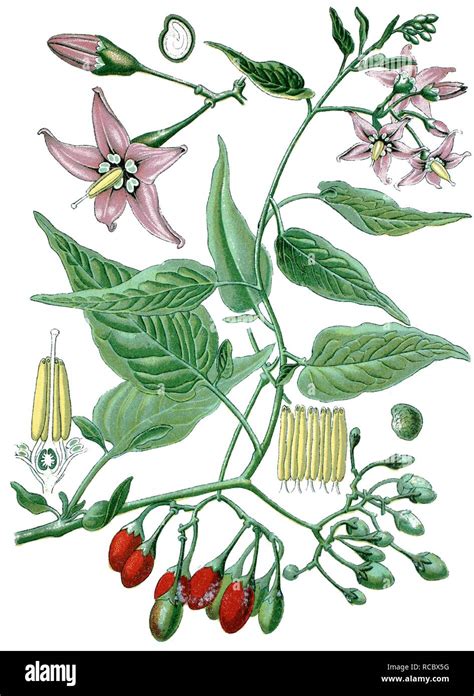 Bittersweet Nightshade Solanum Dulcamara Medicinal Plant Historical