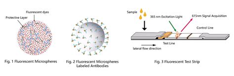 Time Resolved Fluorescent And Quantitative Rapid Detection Technology