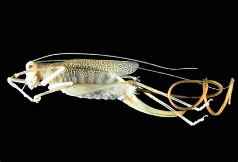 Cacing Parasit Ini Miliki Kemampuan Memanipulasi Dan Curi Kode Genetik