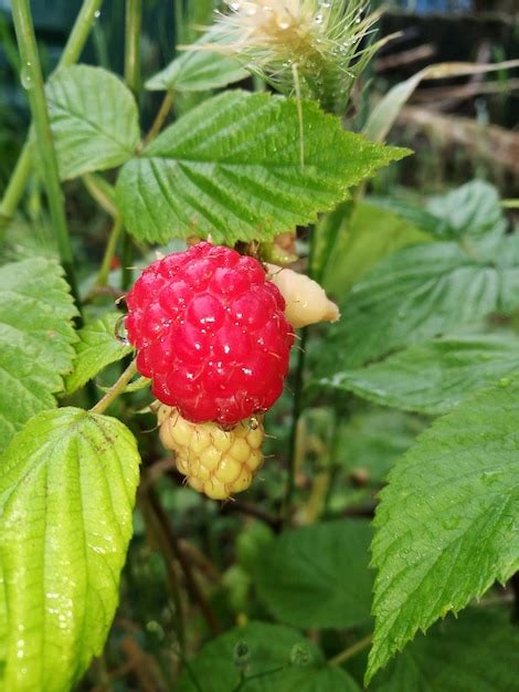 Premium Photo Close Up Of Raspberry Growing On Plant