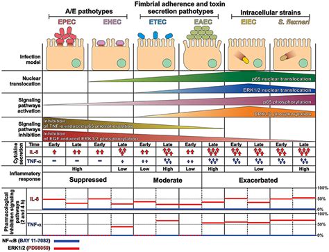 Frontiers Pathogenic Lifestyles Of E Coli Pathotypes In A