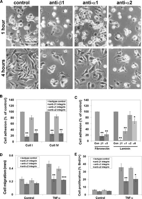 Identifying Roles For Specific β1 Integrins In Regulating Pericyte