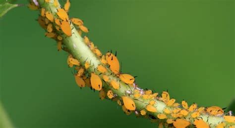 How To Get Rid Of Aphid Infestation Empire Pest Control London