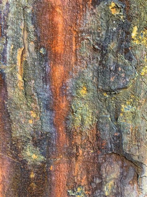 Stone Fossils Stock Image Image Of Trees Fossil Wood 315849513