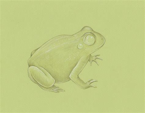 How To Draw A Frog With Graphitint Pencils