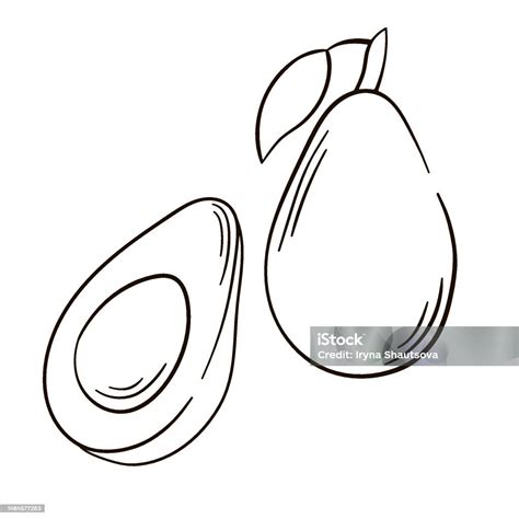 아보카도 과일 아이콘은 음식 과일을 설명합니다 벡터 손으로 그린 아보카도입니다 열대 여름 과일이 새겨진 스타일 그림 라벨 포스터 인쇄에 적합 0명에 대한 스톡 벡터 아트 및