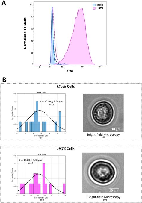 Characterization Of The St6 Gastric Cancer Cell Model Panel A Flow