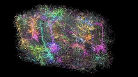 Connectomics Allen Institute