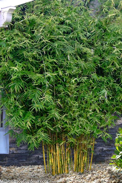 Phyllostachys Aurea Koi Aurea Koi Bamboo Giant Nursery
