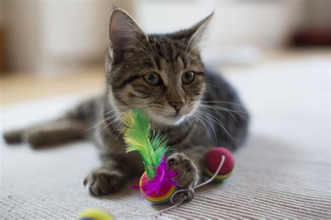 Why Wont My Adult Cat Play