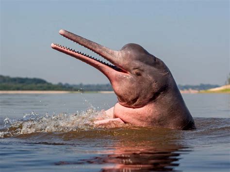 Amazon River Dolphin Facts Diet Habitat Pictures On 54 Off