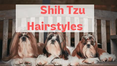 Shih Tzu Haircuts 9 Different Styles You Must Try