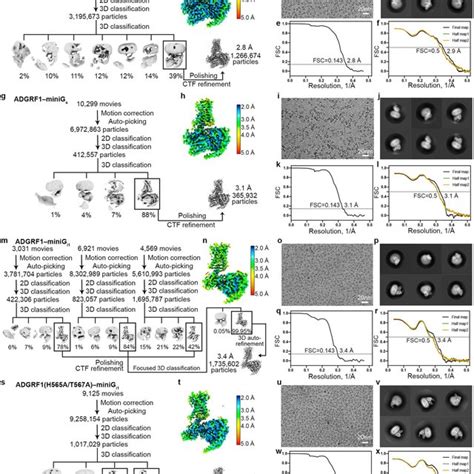 Cryo Em Density Maps Of The G Protein Bound Adgrd1 And Adgrf1