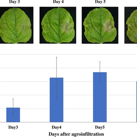 day optimization experiment for plant produced atezolizumab