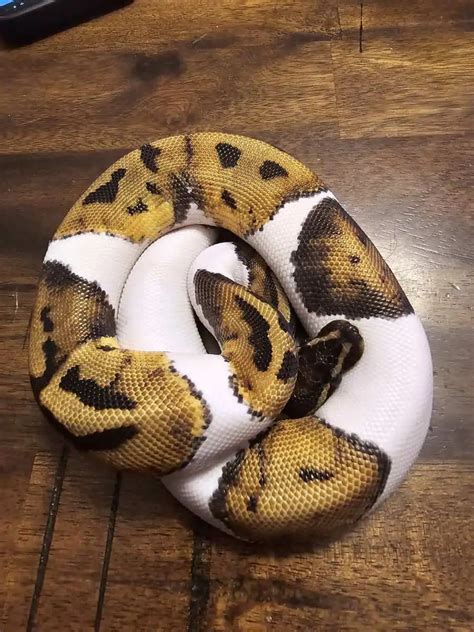3 Year Old Ball Python