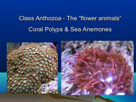 Class Anthozoa