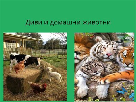 Book Creator Диви и домашни животни