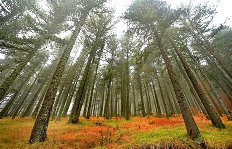Rama Poston Pamje Nga Bjeshka E Pikëllimës Gjithë Kjo Bukuri Vallë Nga Dheu Të Ketë Mbleruar”