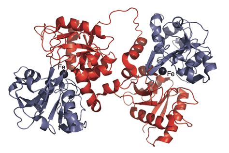 Transferrin
