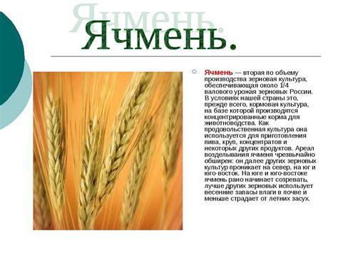 Пшеница свойства