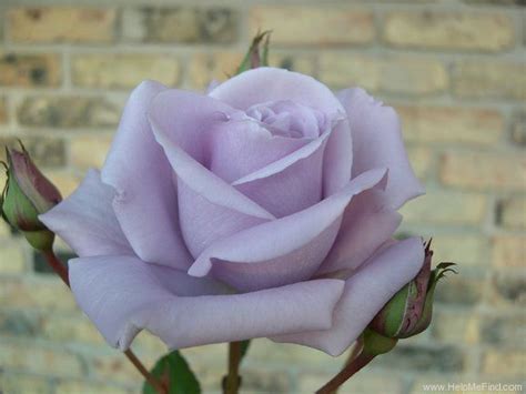 Sterling Silver Rose Sterling Roses Fragrant Flowers Rose
